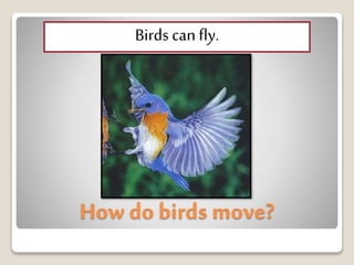 ANIMAL MOVEMENTS2 | PPT