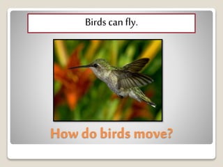 ANIMAL MOVEMENTS2 | PPT