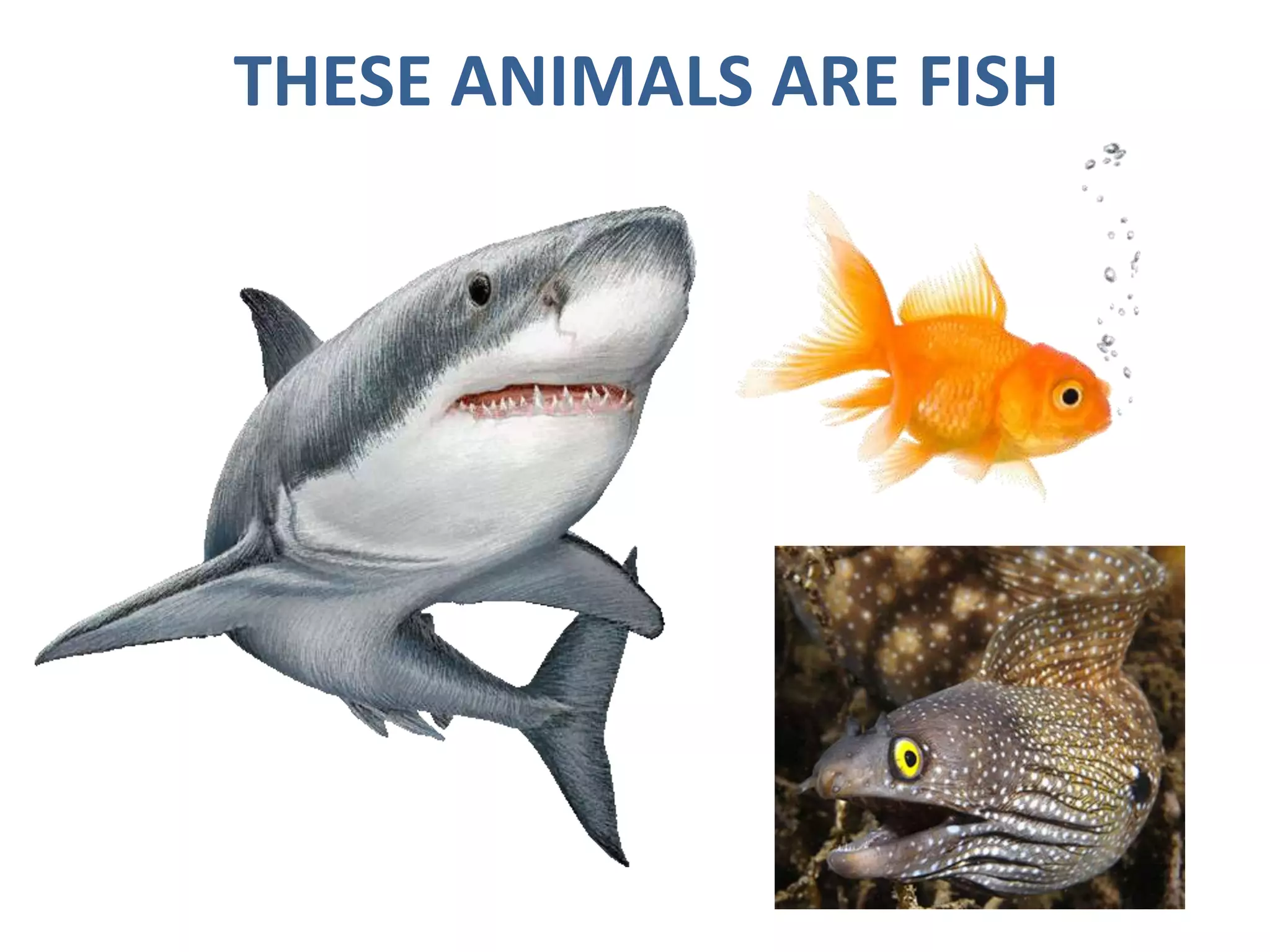 ANIMAL CHARACTERISTICS | PPTX