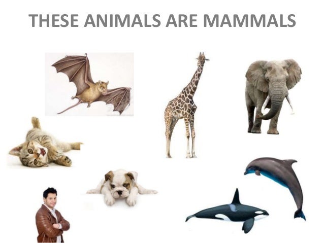 Animal Characteristics