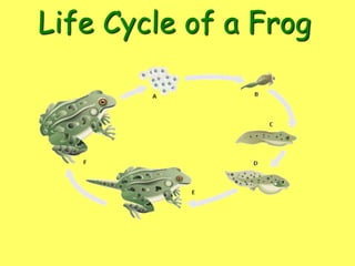 Frog Life Cycle In Spanish