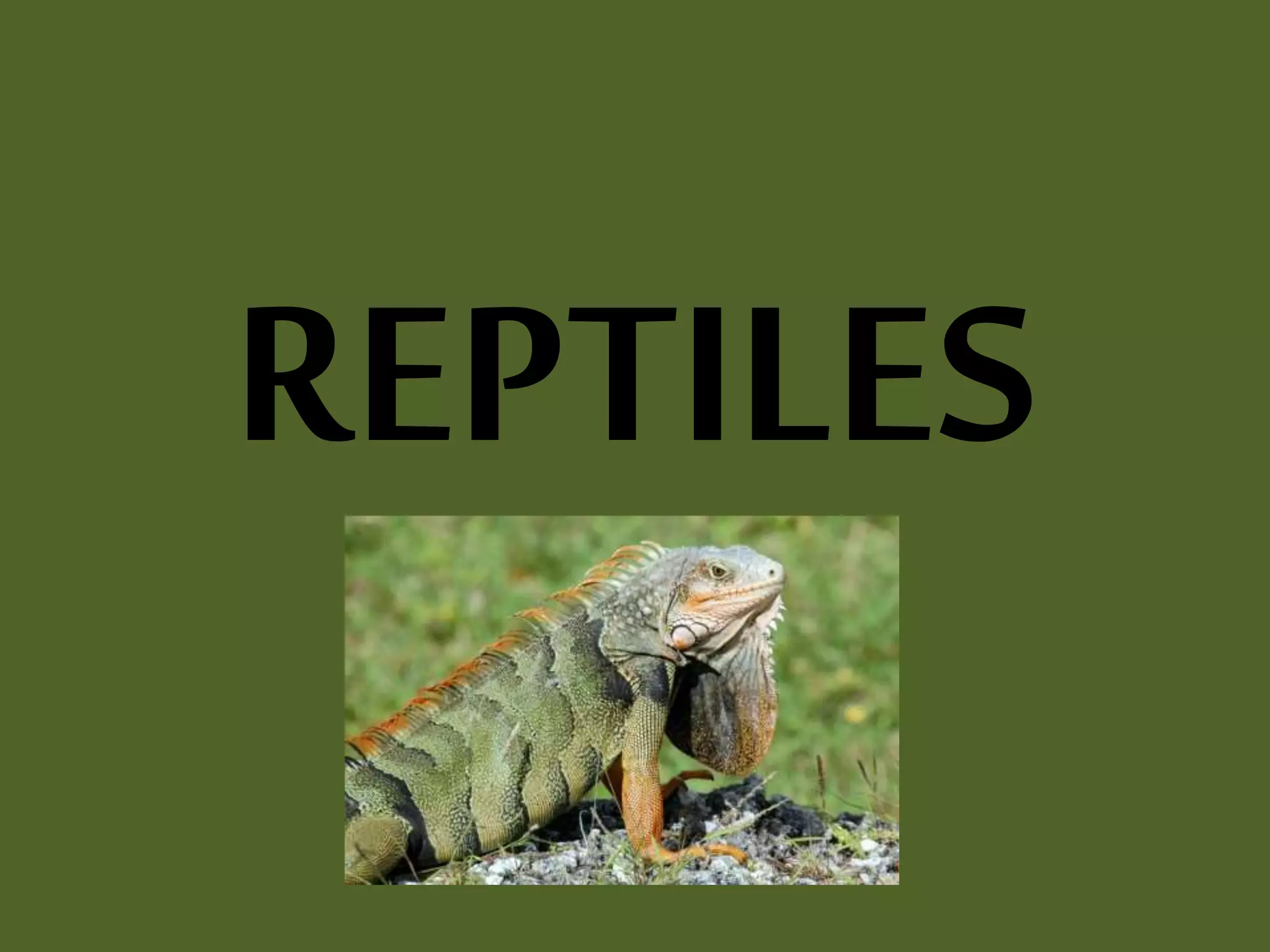 REPTILES | PPT