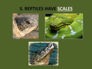 REPTILES | PPTX