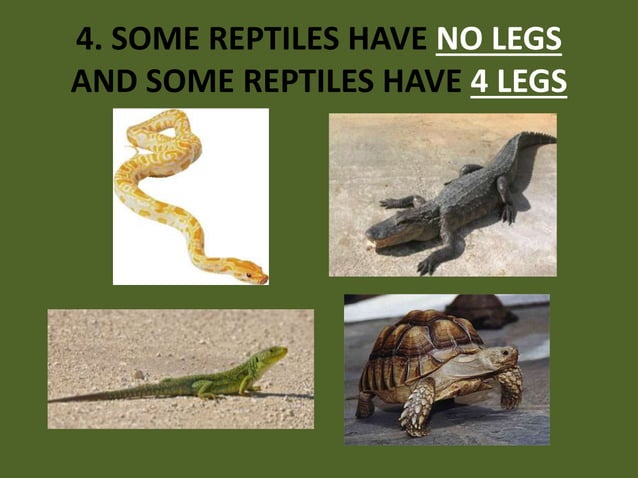 REPTILES | PPT