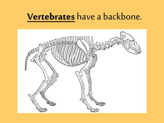 VERTEBRATE/INVERTEBRATE ANIMALS | PPTX