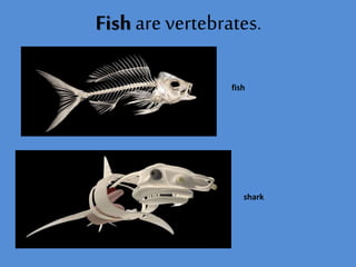 VERTEBRATE/INVERTEBRATE ANIMALS | PPTX