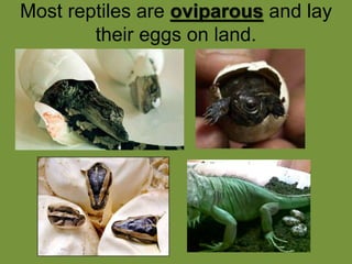REPTILES2 | PPT