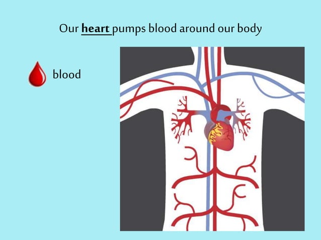 My body powerpoint | PPT
