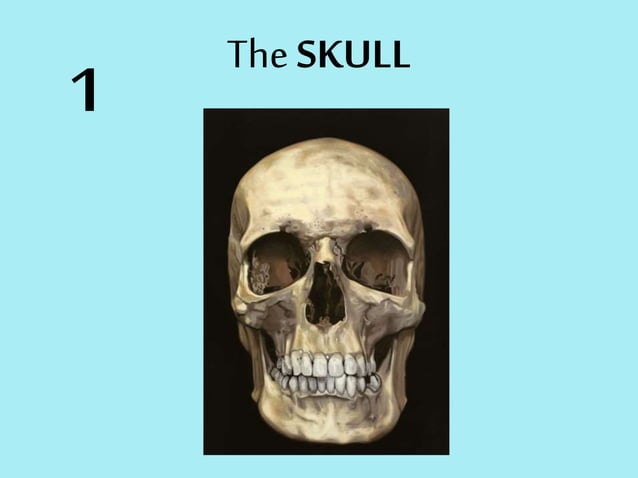 My body powerpoint | PPT