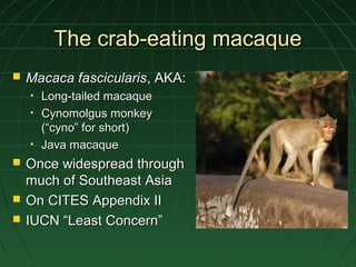 The International Trade in Primates for Labs | PPT