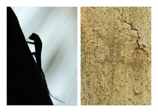 Unveiling Saevus' new logo | PPT