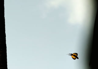 Unveiling Saevus' new logo | PPT