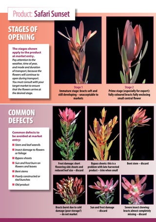 Protea Safari | PDF
