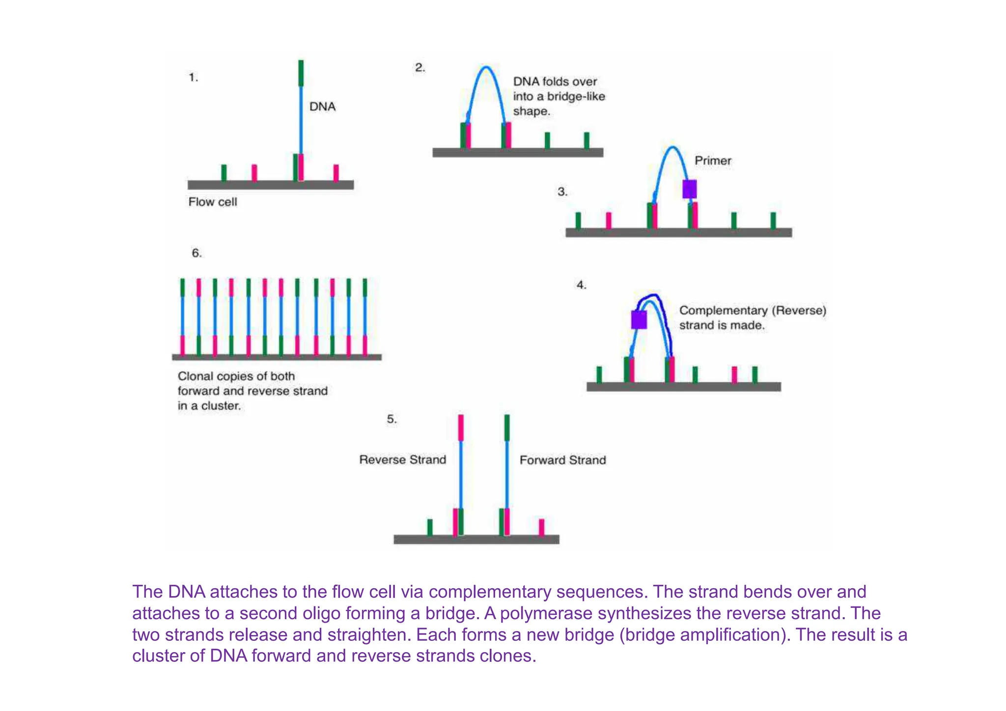 DNA sequencing in molecular biology and ge | PDF