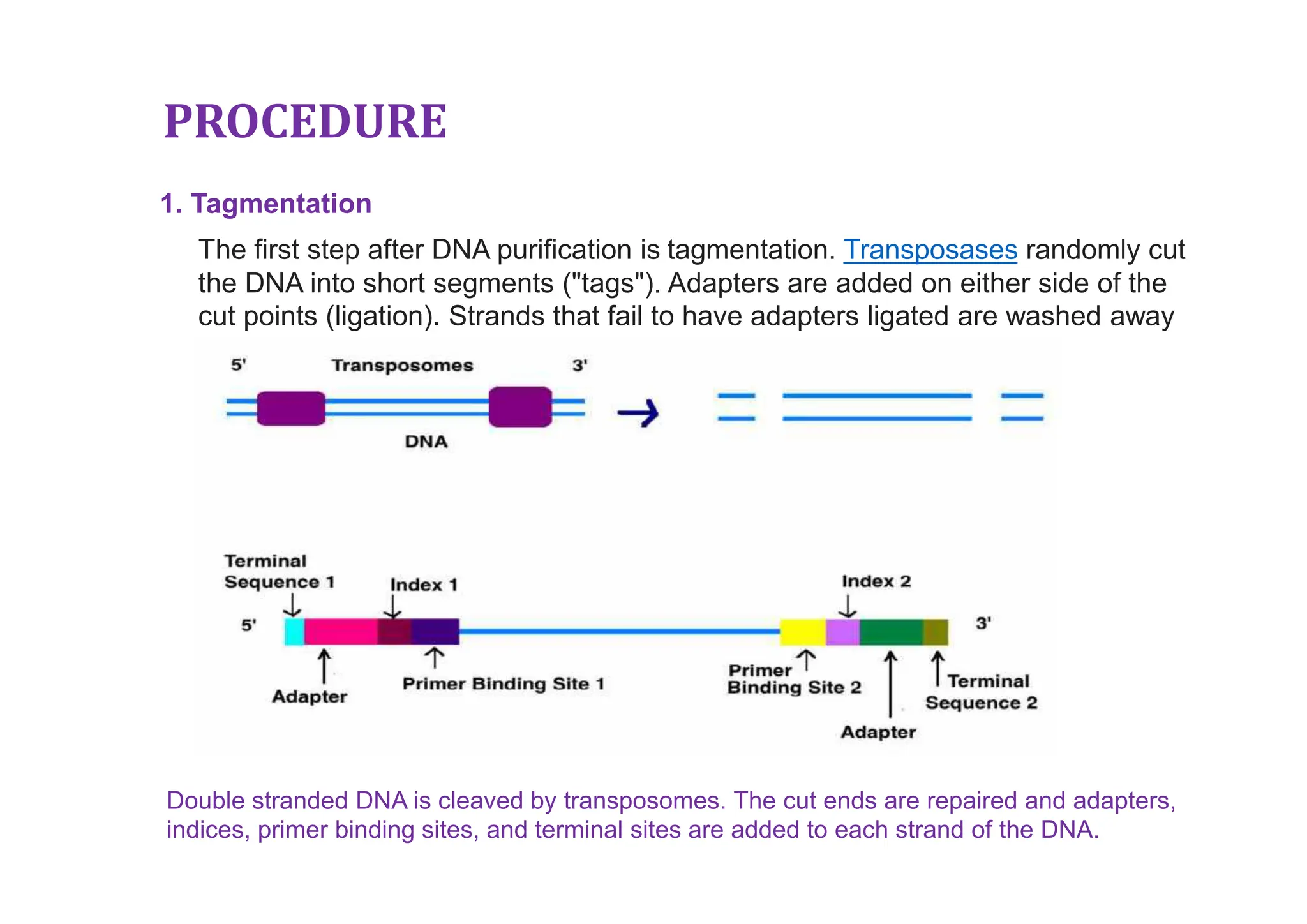 DNA sequencing in molecular biology and ge | PDF