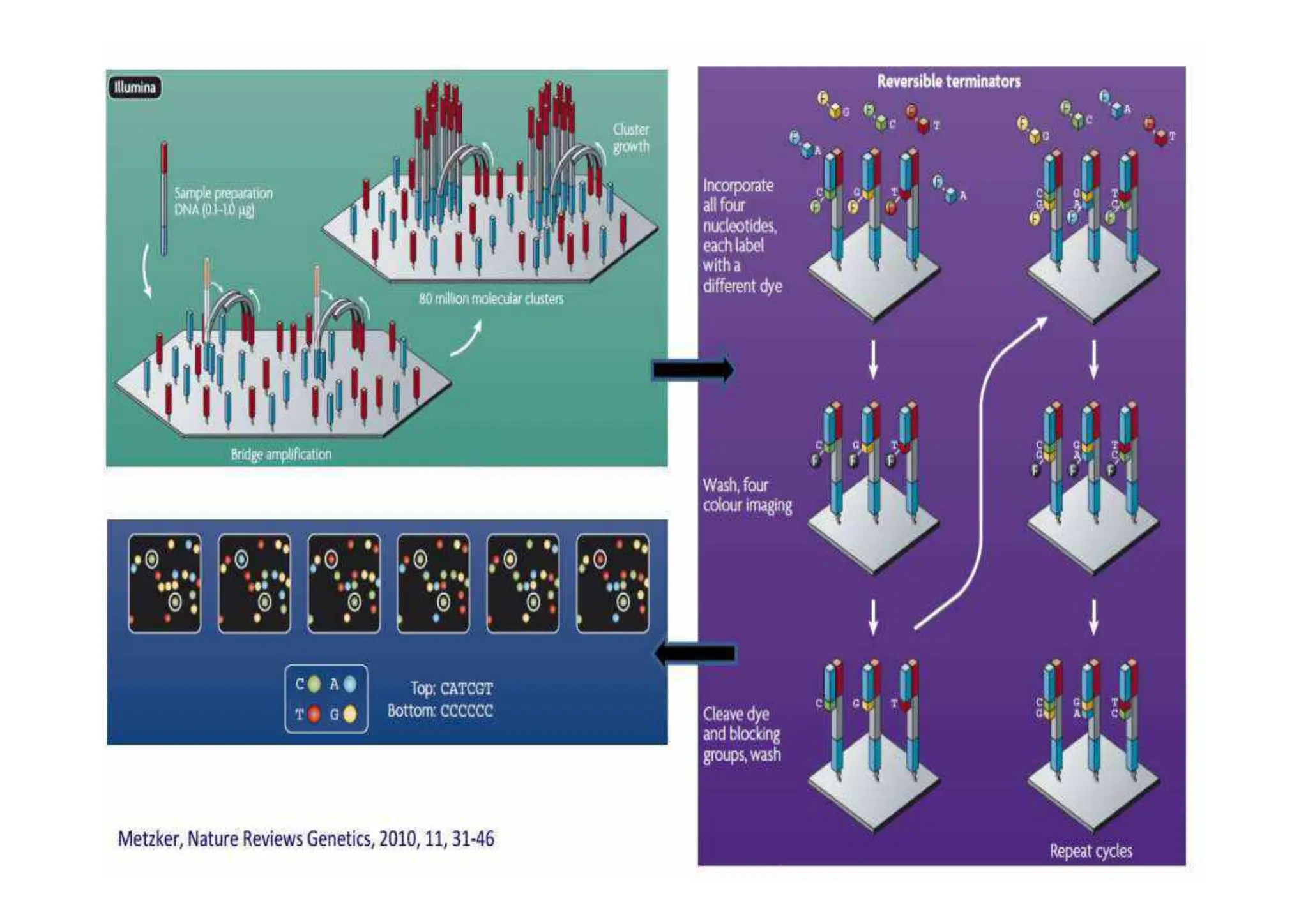 DNA sequencing in molecular biology and ge | PDF
