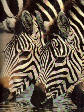 Safari science | PPT