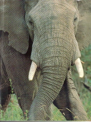 Safari science | PPT