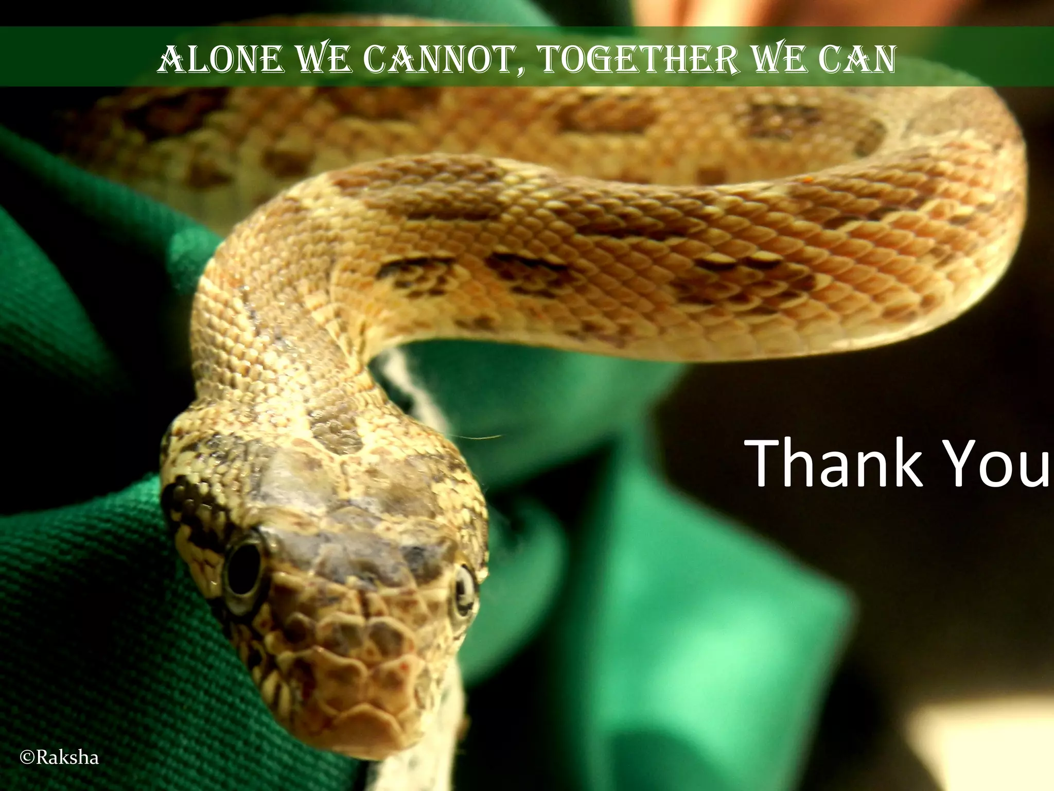 Safe and humane handling of snakes | PPT