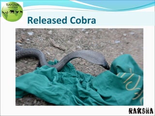 Safe and humane handling of snakes | PPT
