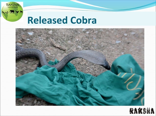 Safe and humane handling of snakes | PPT | First Aid | Injuries