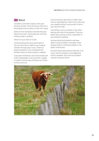 Safe cattle handling (new zealand) | PDF
