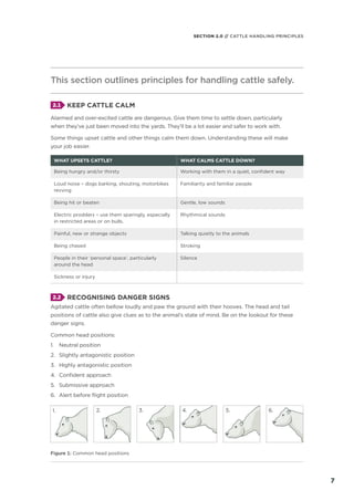 Safe cattle handling (new zealand) | PDF