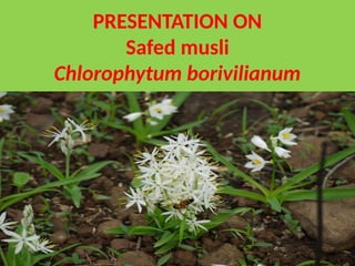 Important of SAFED MUSLI .........PPT.pptx