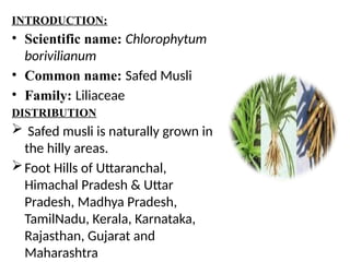 Important of SAFED MUSLI .........PPT.pptx