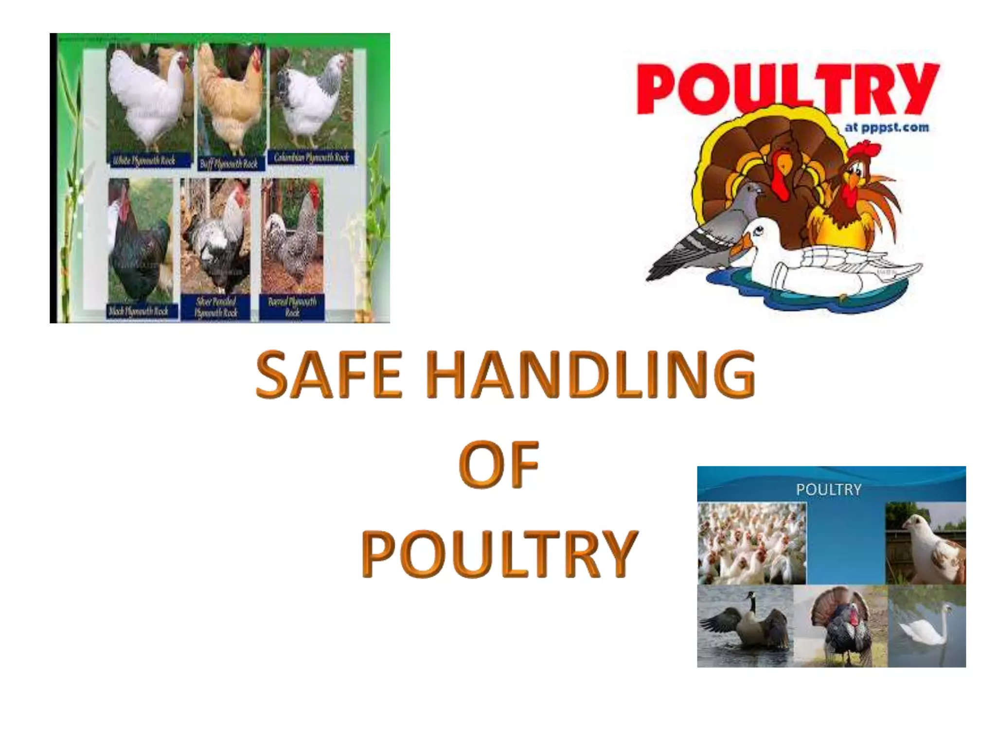 Safe handling poultry | PPTX