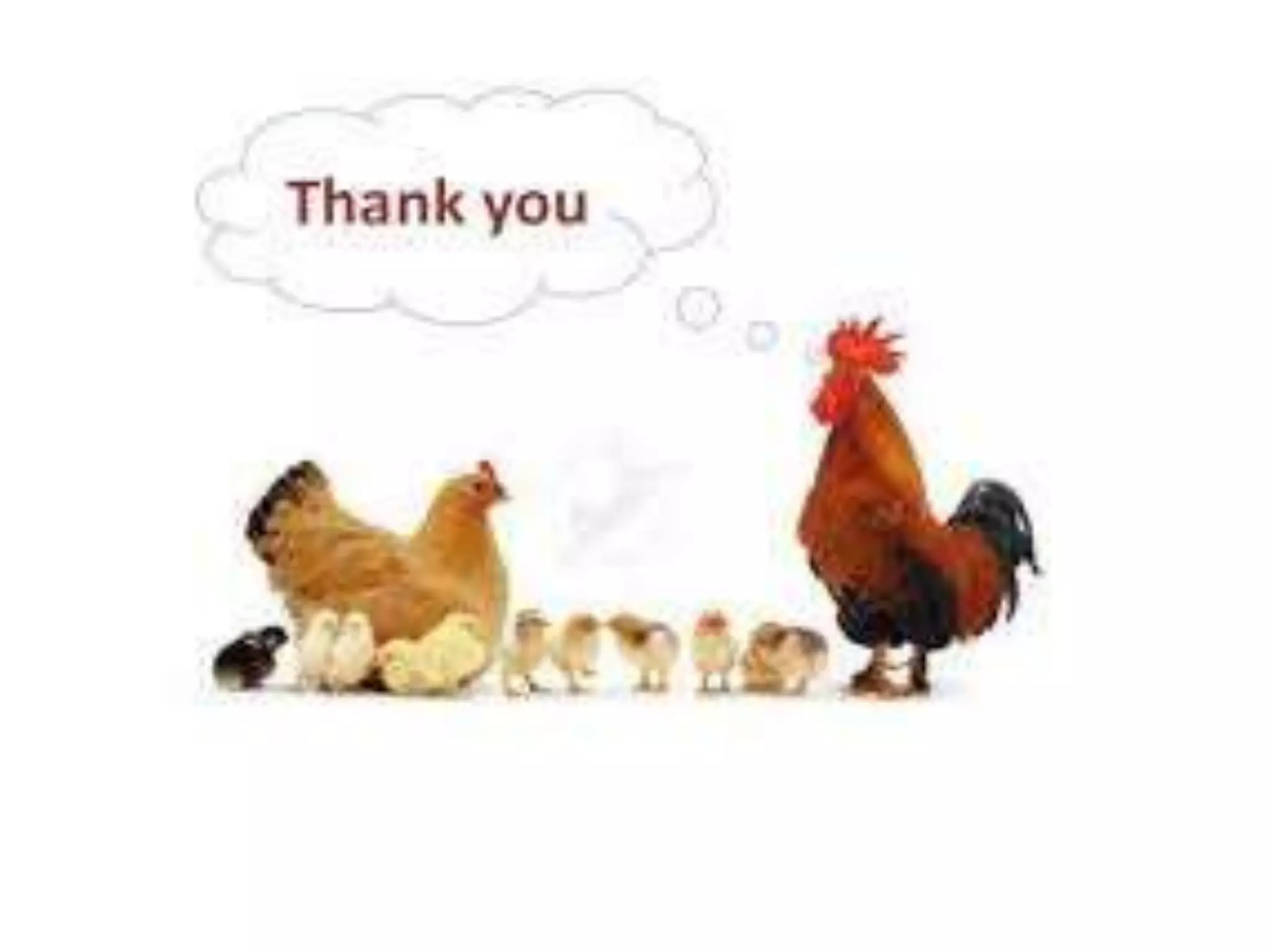 Safe handling poultry | PPTX