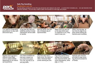 Safe Pig Handling | PPT