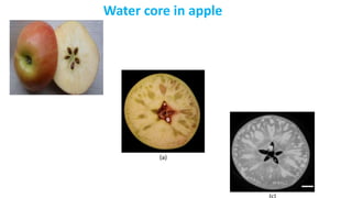 Safety and application of x ray imaging | PPTX