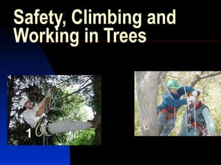 Safety climbing and working in trees | PPT