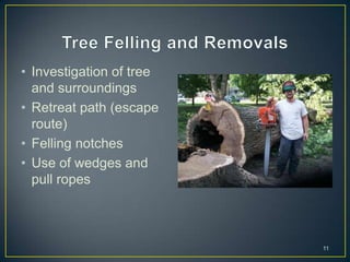Safety, climbing, and working in trees | PPTX