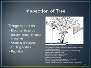 Safety, climbing, and working in trees | PPTX
