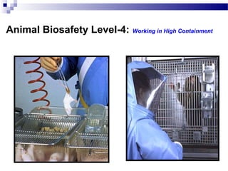 Safety considerations and guidelines veterinary microbiology laboratory ...