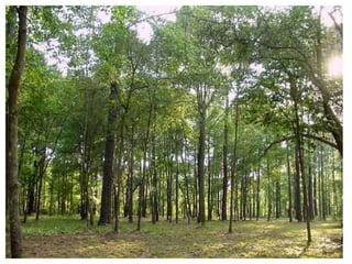 Safety of the forest | PDF