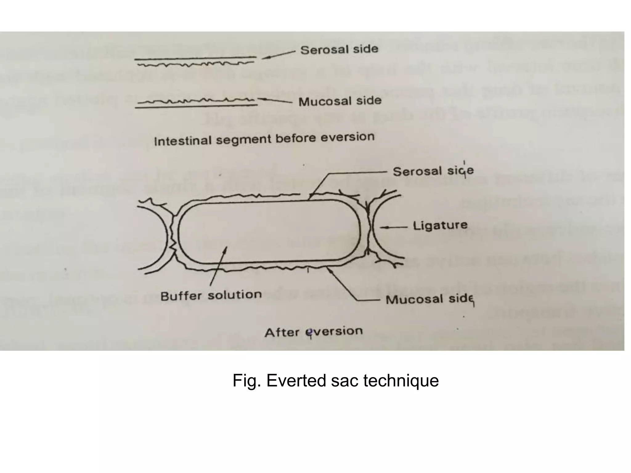 Safety pharmacology of git | PPTX