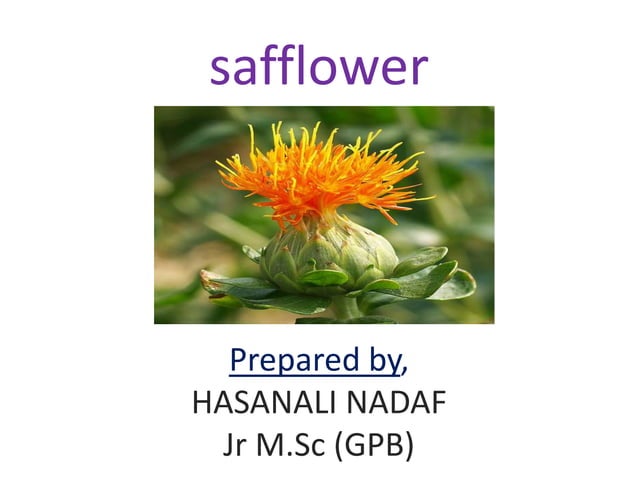 Safflower | PPTX | Gardening | Home & Garden