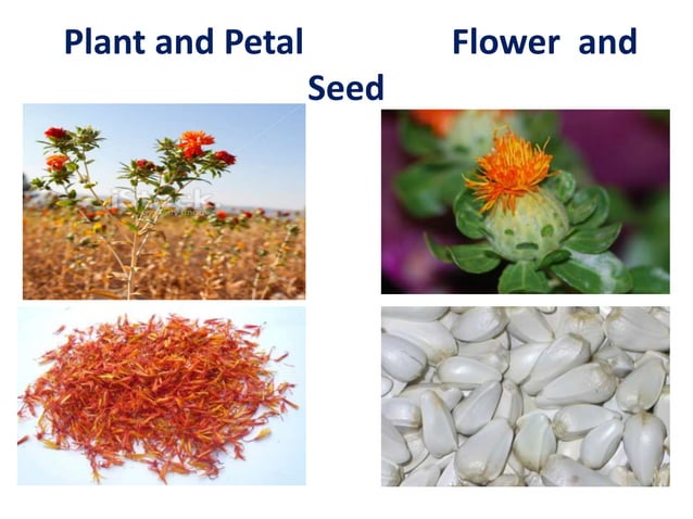 Safflower | PPTX | Gardening | Home & Garden