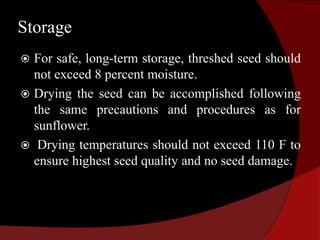 Production Technology of Safflower | PPTX