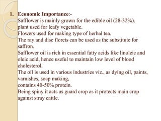 Safflower.pptx Details cultivation practices of safflower | PPTX