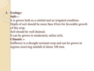Safflower.pptx Details cultivation practices of safflower | PPTX