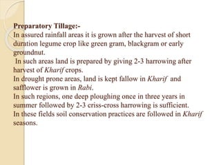 Safflower.pptx Details cultivation practices of safflower | PPTX