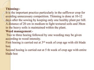 Safflower.pptx Details cultivation practices of safflower | PPTX
