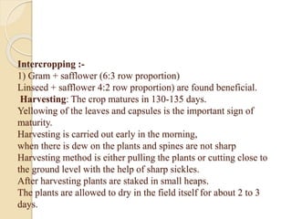 Safflower.pptx Details cultivation practices of safflower | PPTX