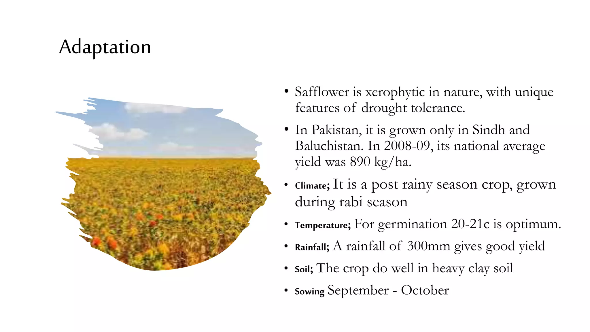 Safflower as an oilseed crop and its breeding | PPTX