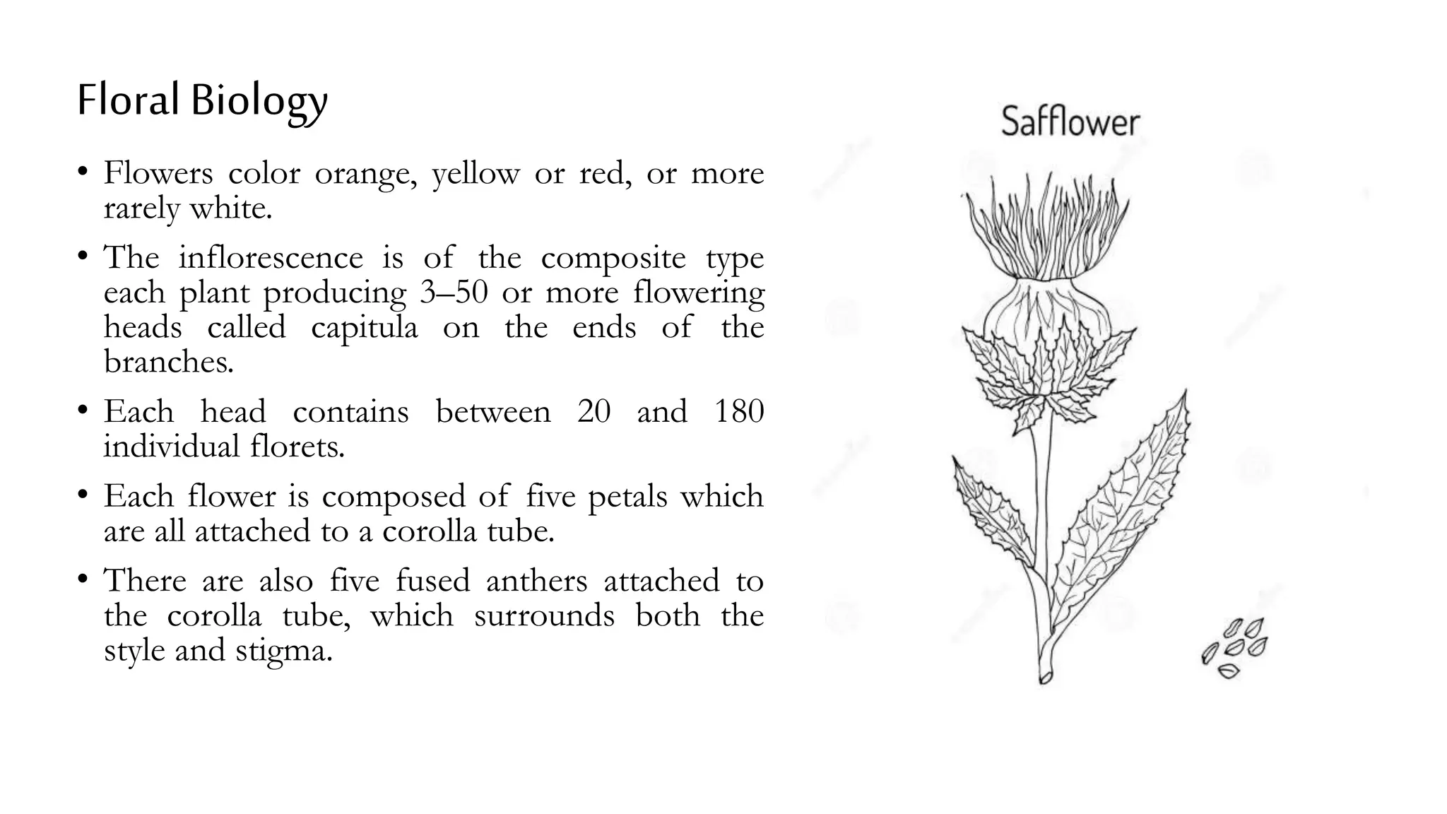 Safflower as an oilseed crop and its breeding | PPTX