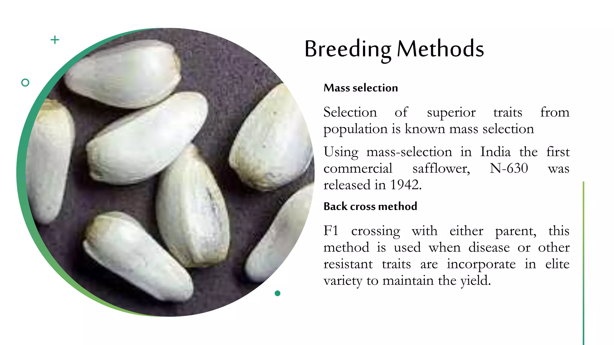 Safflower as an oilseed crop and its breeding | PPTX